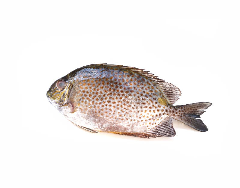 Orange Spotted Spinefoot Fish Stock Photos - Free & Royalty-Free Stock ...