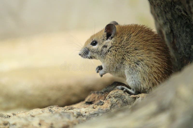 Wood mouse stock photo. Image of long, wood, animal, mouse - 13407692