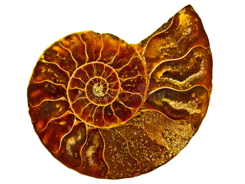 Golden Spiral Texture Inside Ammonite Shell Stock Image - Image of ...
