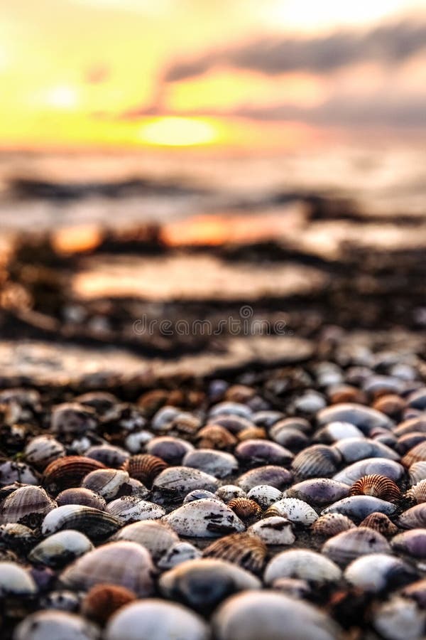 Golden Splash of Waves on Sunset, Beautiful Sky and Seashells Stock ...