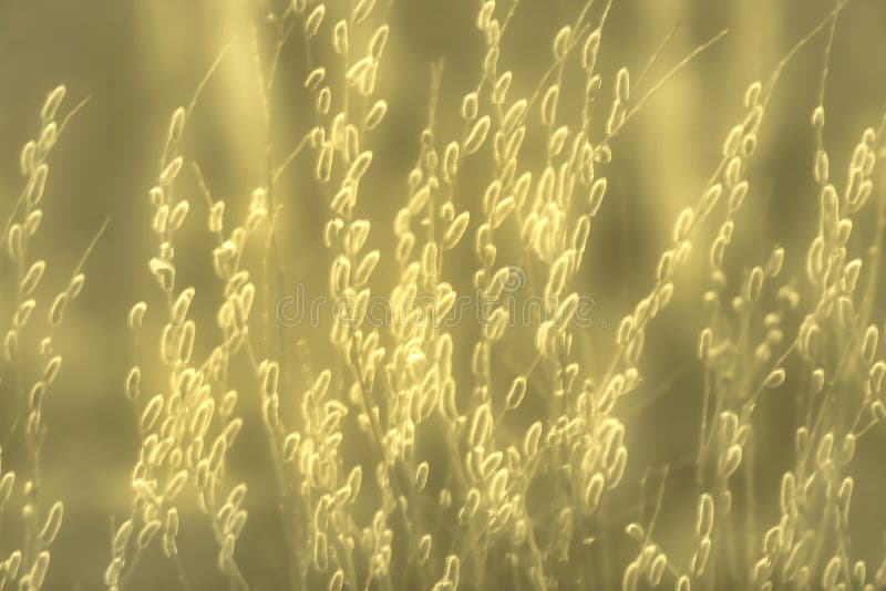 Golden spring stock image. Image of emotions, plant, blurred - 25435737