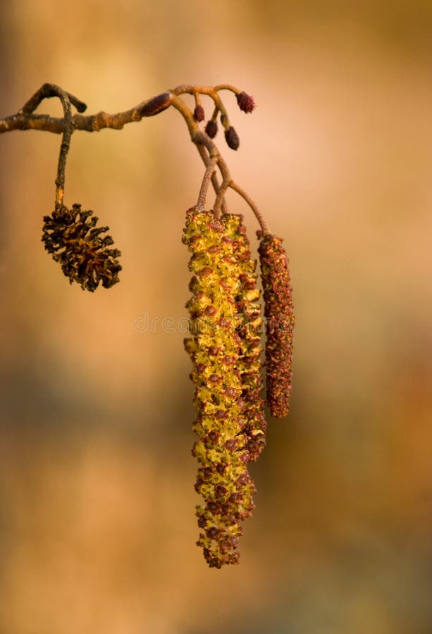 Golden spring stock photo. Image of alder, catkins, vibrant - 7210042