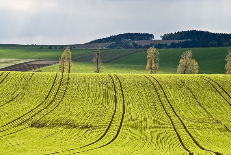 Golden spring time stock image. Image of nature, wakening - 9095119