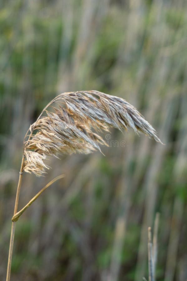 Golden sprout in the field stock photo. Image of wind - 246673190