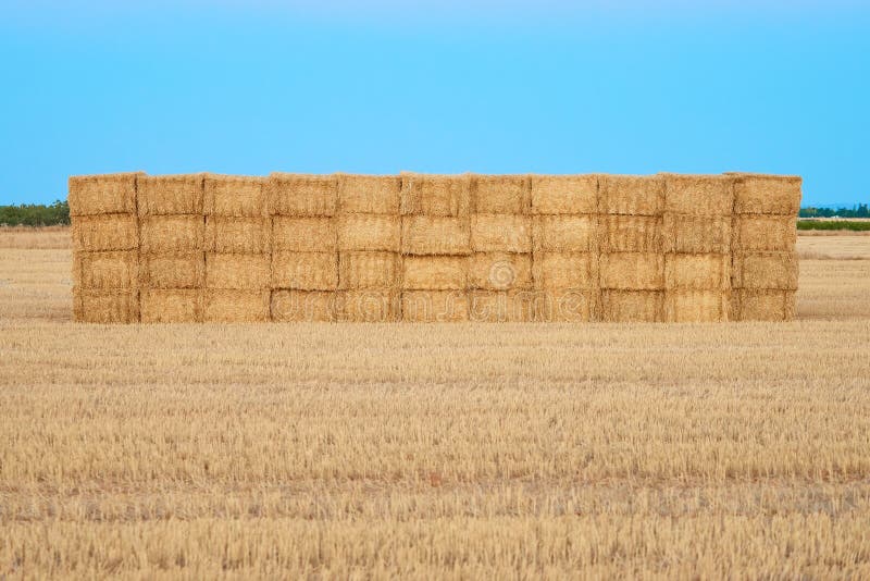 Golden Stack of Hay in a Field Stock Photo - Image of golden, bundle ...