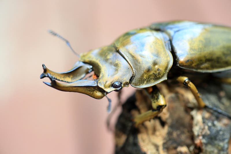 Golden stag beetle stock image. Image of java, golden - 75298335