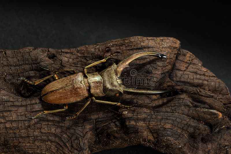 Golden Stag Beetle, Dried Beetle Stock Image - Image of dried, beetle ...