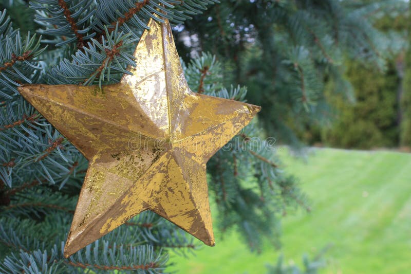 Golden Star in a Christmas Tree Stock Image - Image of christmas, tree ...