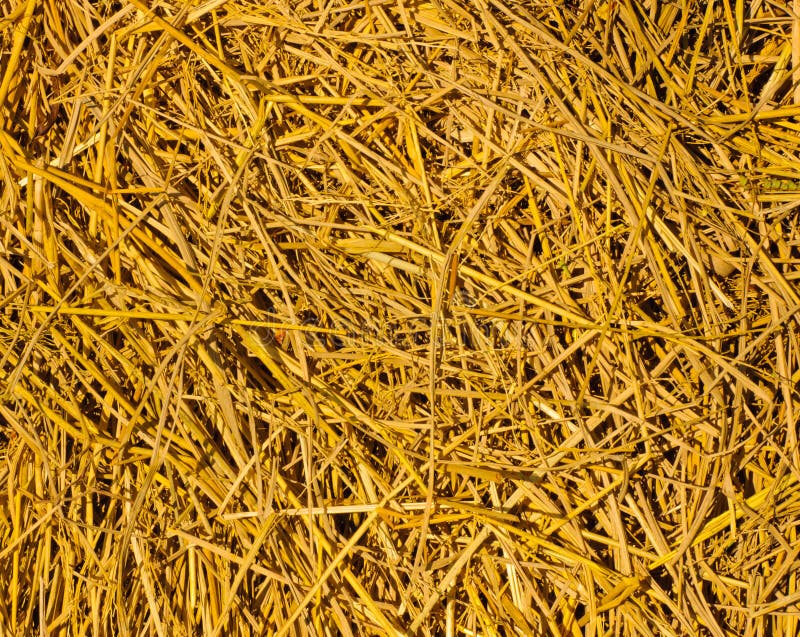 Golden straw stock photo. Image of agriculture, golden - 23415698