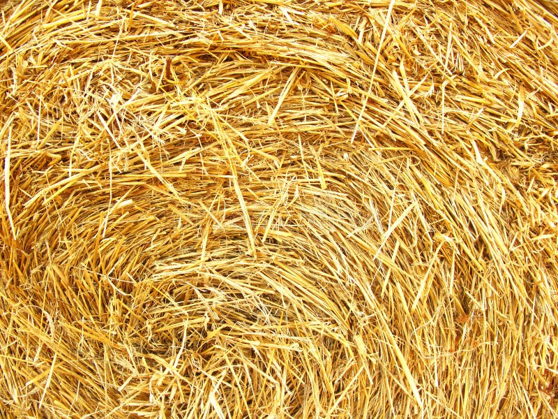 Maize straw stock image. Image of cellulose, straw, stalks - 26985955