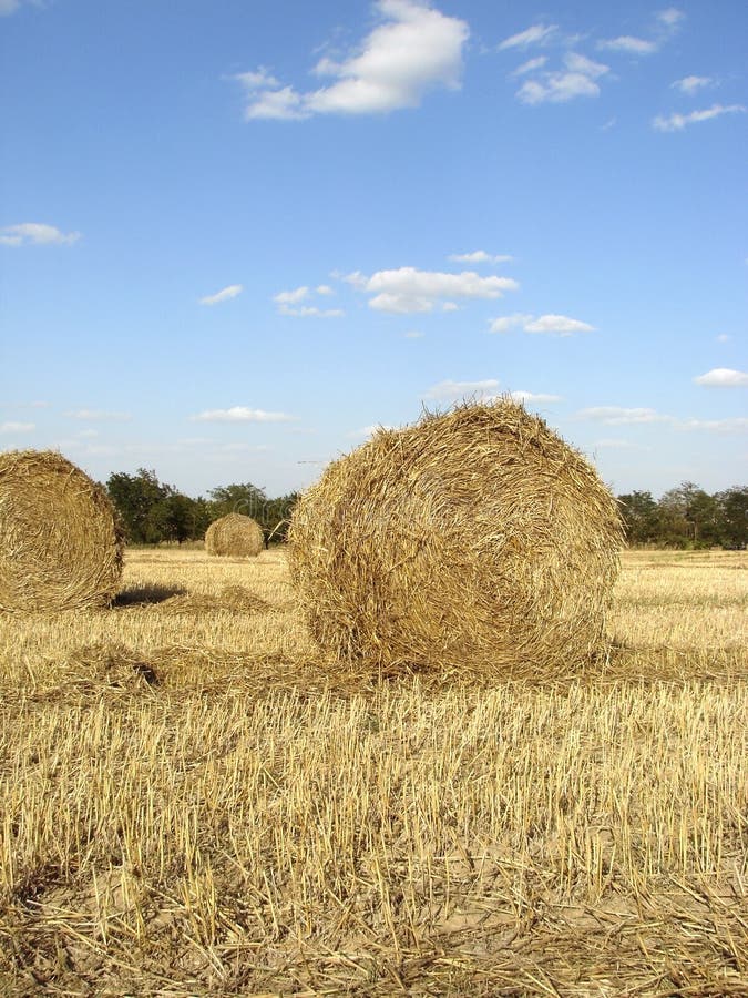 Golden straw barn stacked stock photo. Image of environment - 80022380