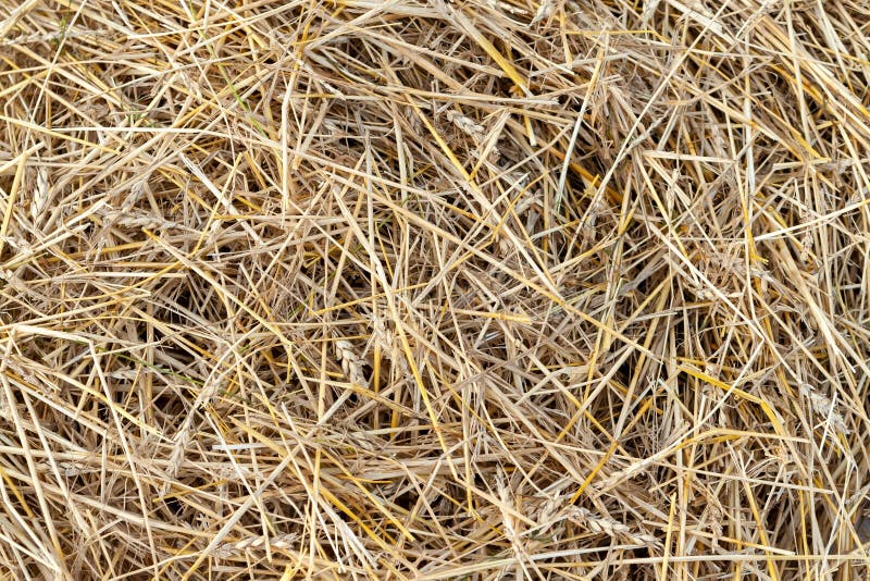 Texture of Dry Yellow Straw of Wheat. Golden Straw Cereal Crop Stock ...