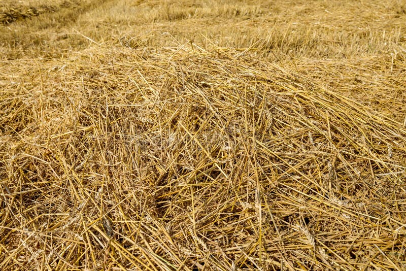 Golden Straw on Field with Machine Trace on Ground Stock Image - Image ...