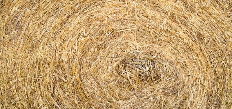 Straw Roll Texture, Panorama Background Stock Image - Image of grain ...