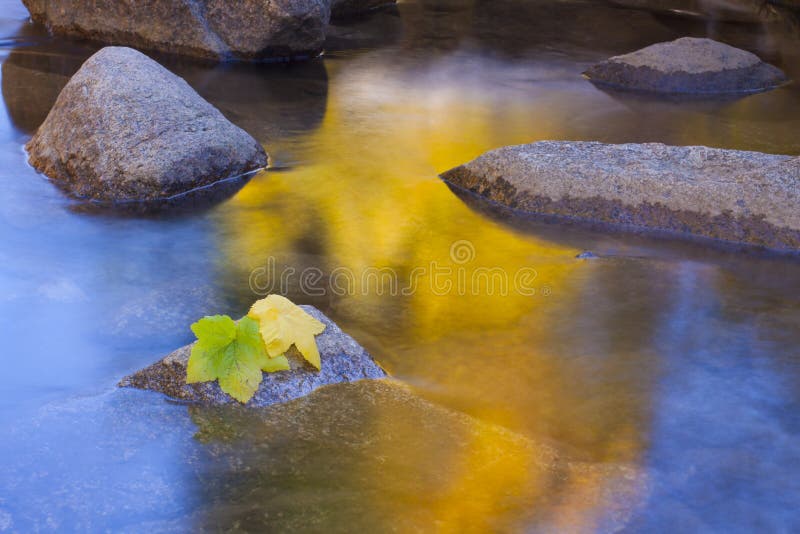 Golden Stream Leaves stock photo. Image of gold, moving - 21781384