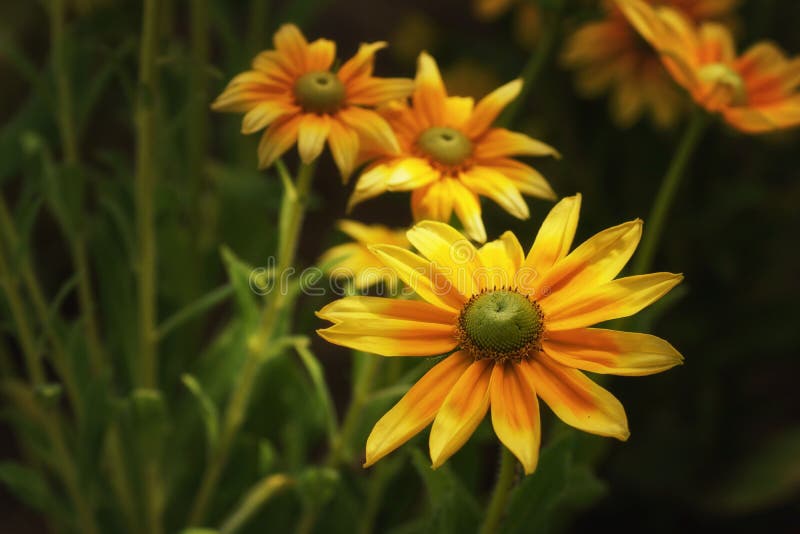 A Close-up of a Yellow Flower in a Summer Garden on a Fuzzy Background ...