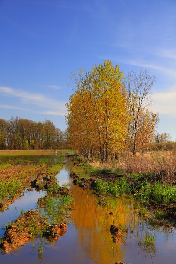 Spring Time in Ohio Marsh Lands Stock Image - Image of trees, golden ...
