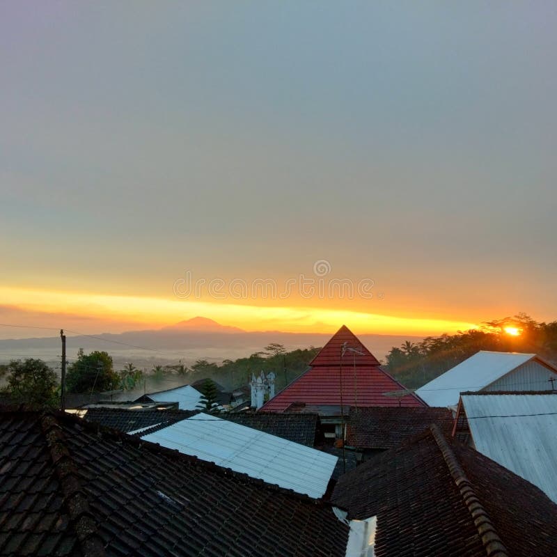 Golden sun rice in java stock photo. Image of golden - 284761428