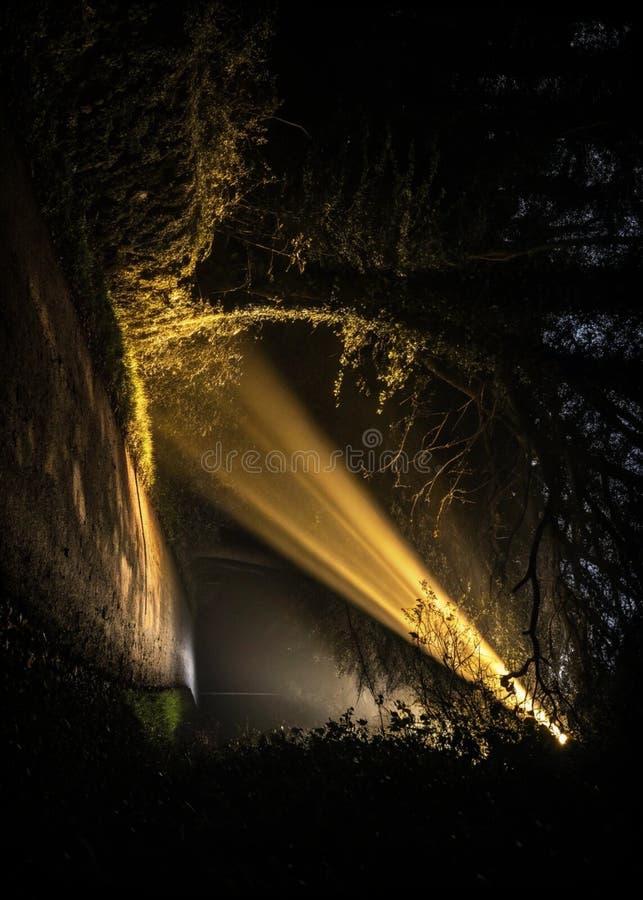 Golden Sunbeam Illuminating a Dark Forest Path at Night Stock Image ...