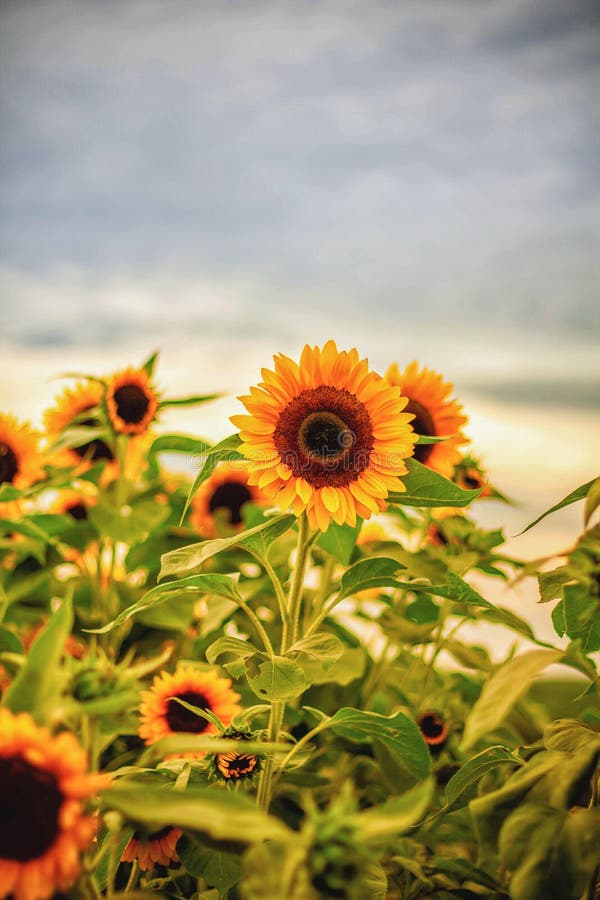 Golden Sunflower Field in the Autumn Stock Photo - Image of garden ...