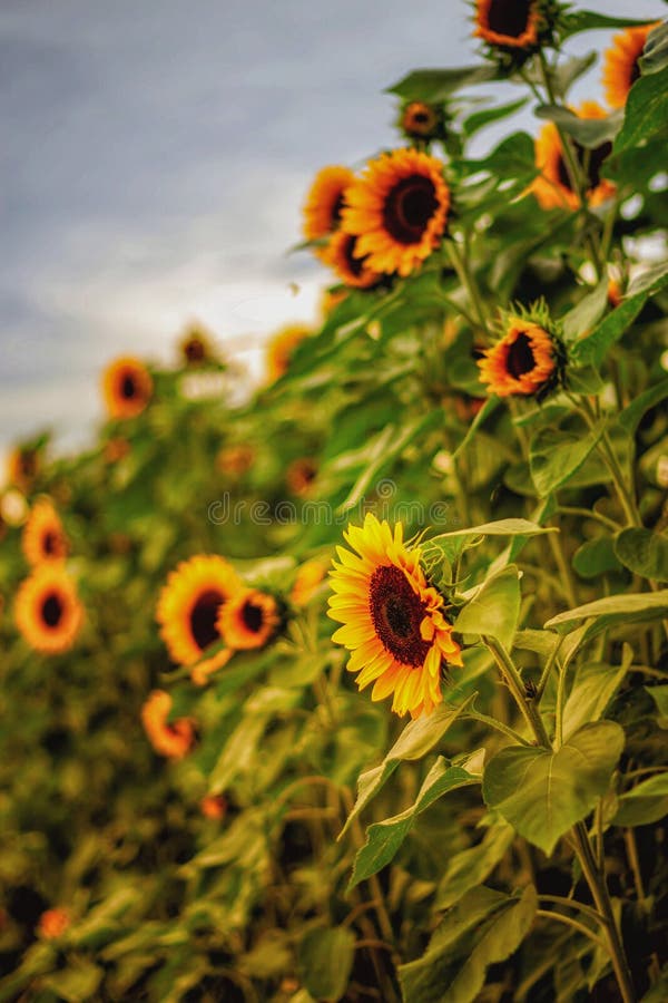 Golden Sunflower Field in the Autumn Stock Photo - Image of flora ...