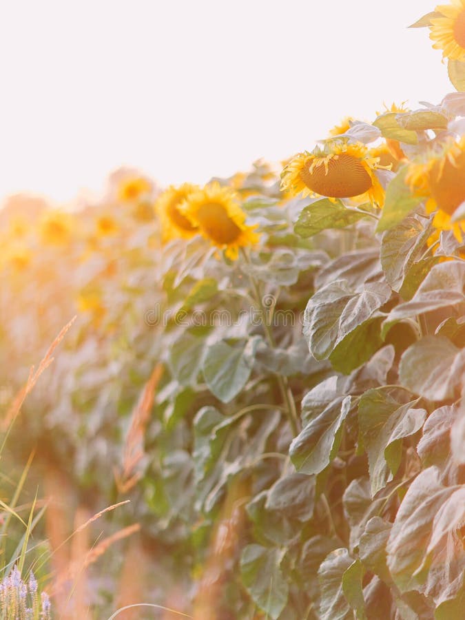 Golden Sunflower in the Field Backlit by Rays of Setting Sun. Stock ...