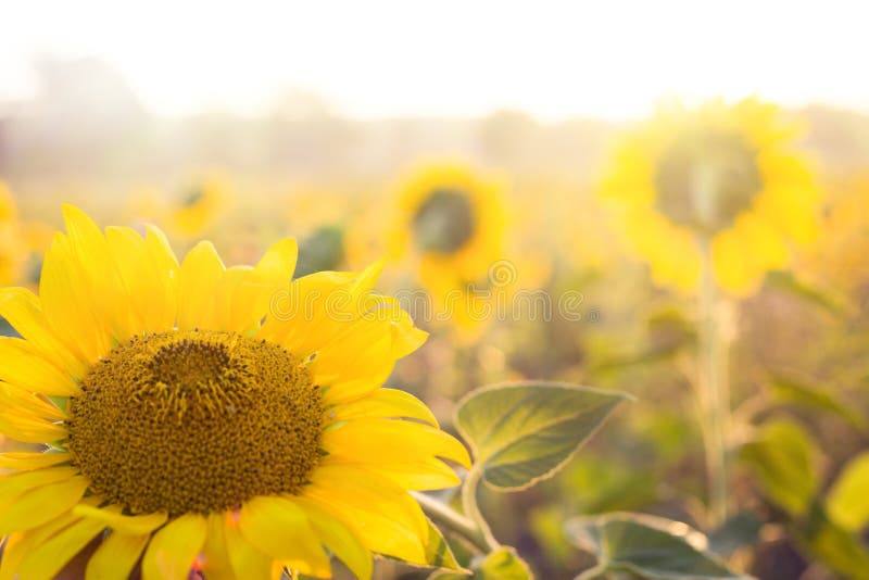 Golden sunflower. stock image. Image of beautiful, botanical - 43460825