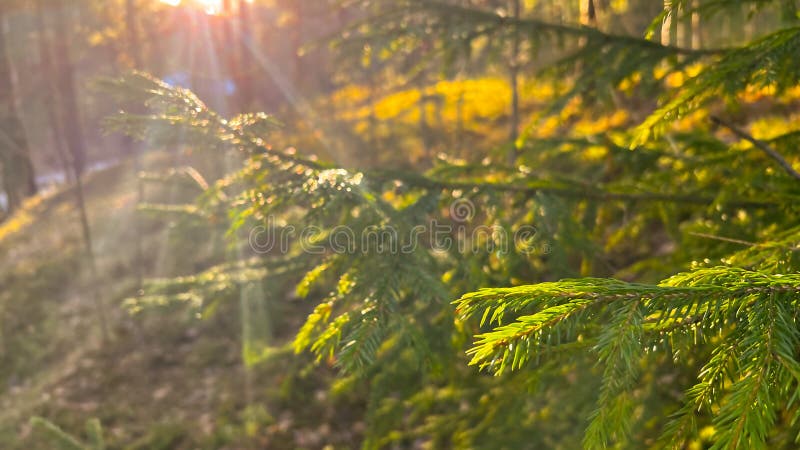 GOlden Sunlight in Pine Tree Forest. Dense Woods at Golden Hour. Fir ... GOlden Sunlight in Pine Tree Forest. Dense Woods at Golden Hour. Fir ...