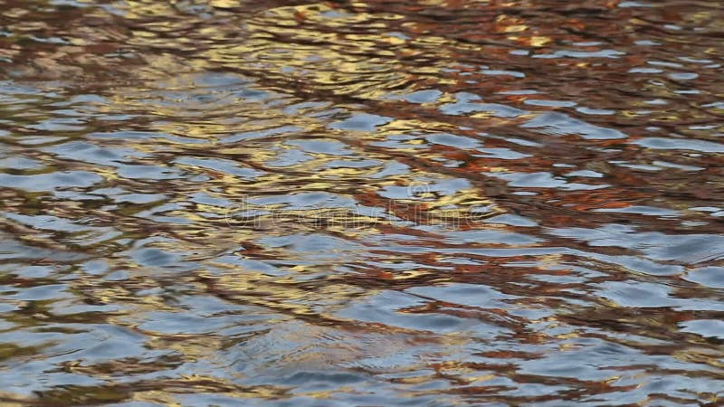 Abstract Nature. Golden Sunlight Water Reflection of House. Shark ...