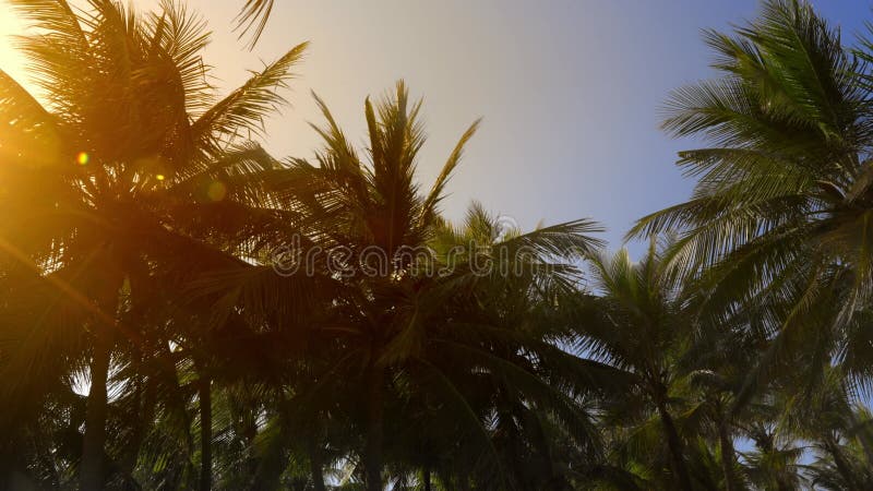 Golden Sunlight Streaming through Swaying Palm Trees with Vibrant Sky ...
