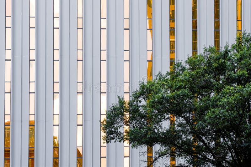 Golden Sunlit Reflections in Windows of Modern Office Tower with Tree ...