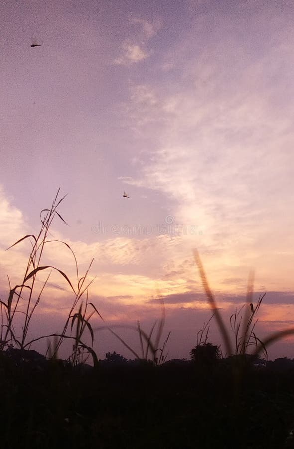 Golden Dragonflies in a Row Stock Image - Image of background, green ...