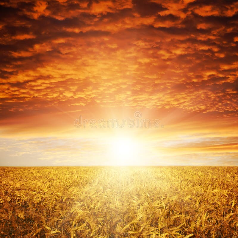 Shining golden horizon stock photo. Image of peace, sunshine - 10172410