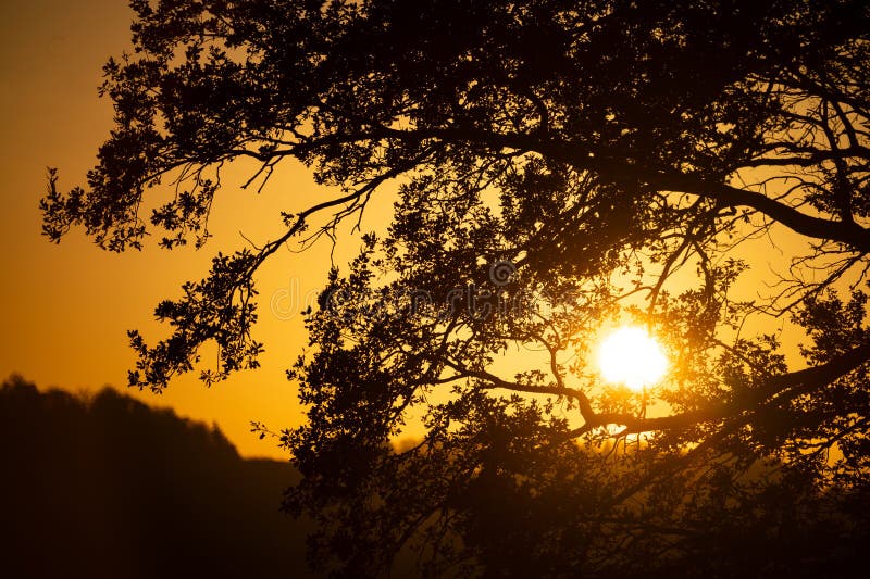 Golden Sunset Behind Forest Tree Crown Silhouette, No People Stock ...