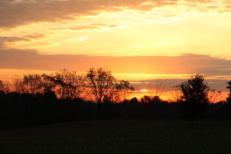 Golden sunset stock photo. Image of golden, trees, pretty - 63654650