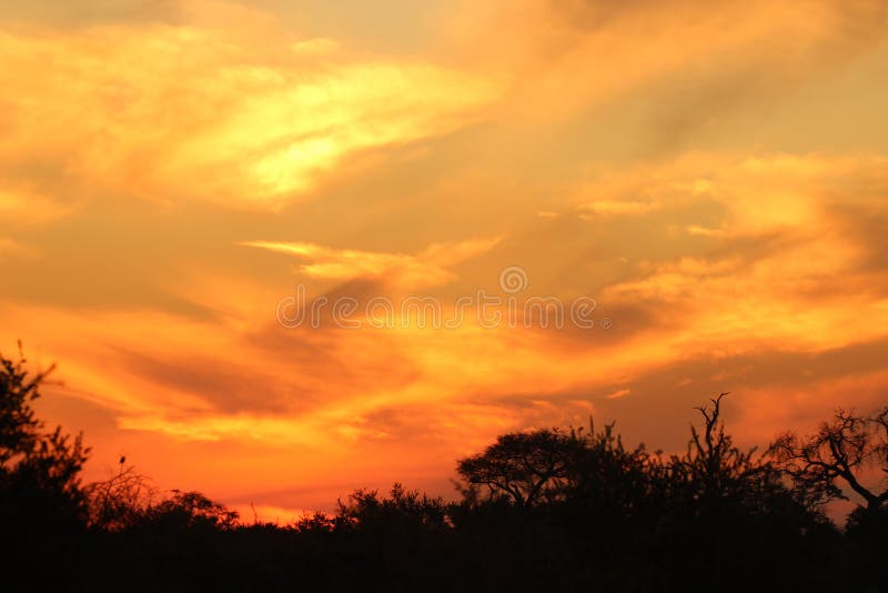 Golden sunset stock image. Image of golden, african, orange - 67421829