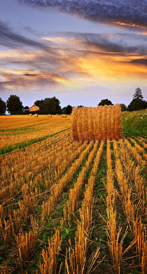 Golden Sunset Over Farm Field Stock Image - Image of beauty, clouds ...