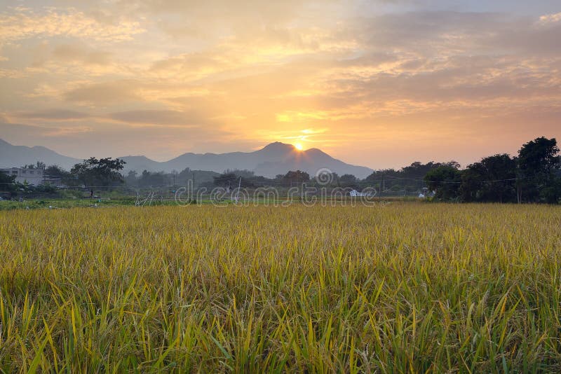 Golden Sunset Over Farm Field Stock Image - Image of farm, hayroll ...