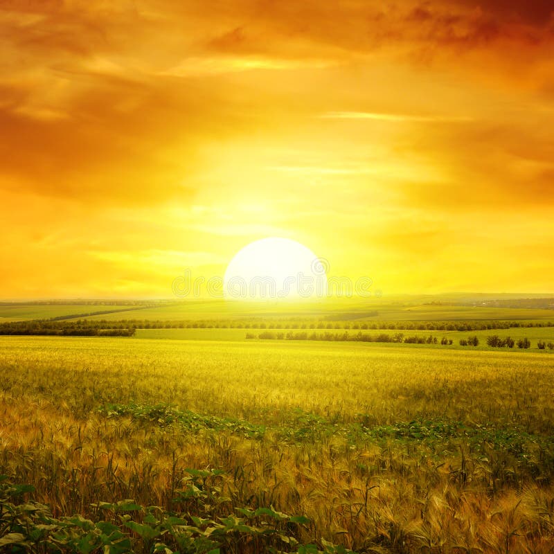 Golden sunset over field stock photo. Image of daybreak - 149002280