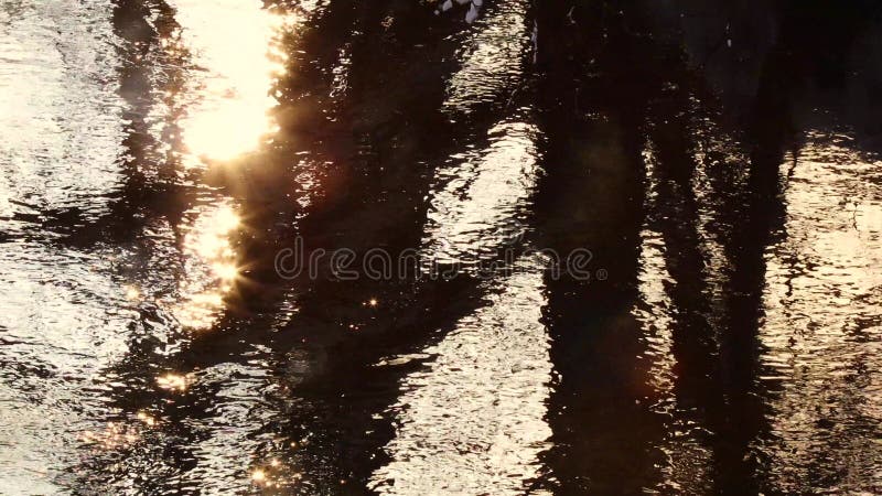 Golden Sunset Over the River. Reflection of Sunlight and Tree Trunks in ...
