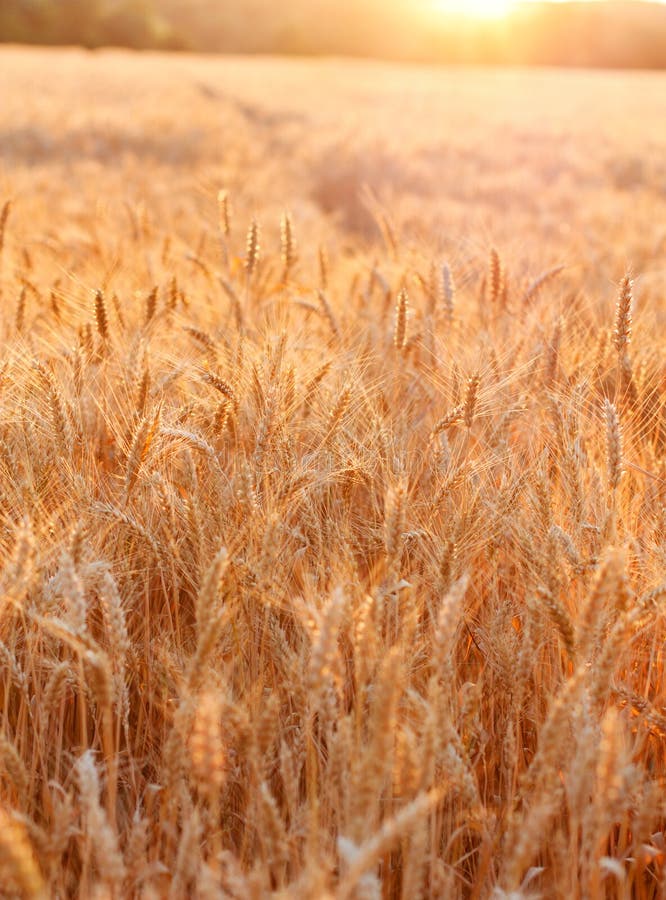 7,147 Sunset Over Wheat Field Stock Photos - Free & Royalty-Free Stock ...
