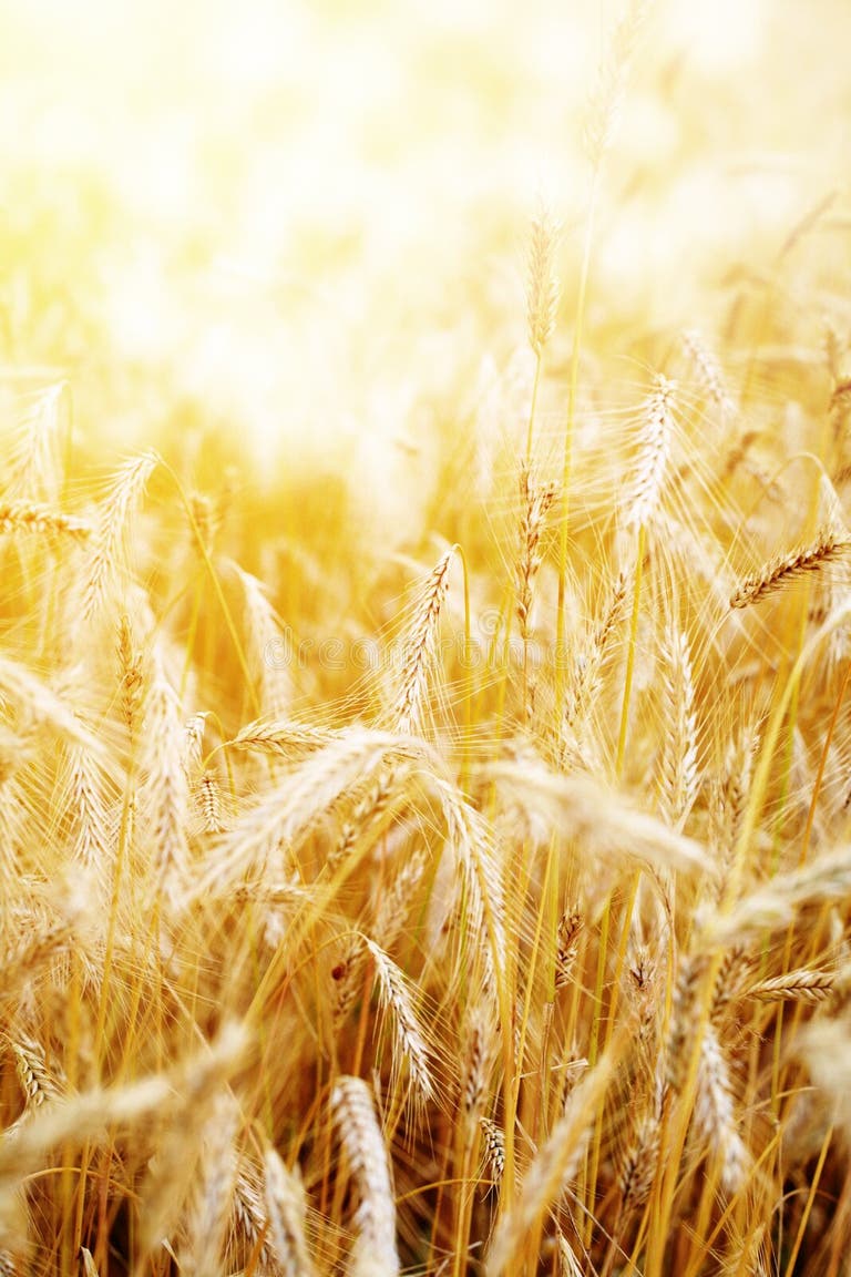 7,767 Sunset Over Wheat Field Stock Photos - Free & Royalty-Free Stock ...