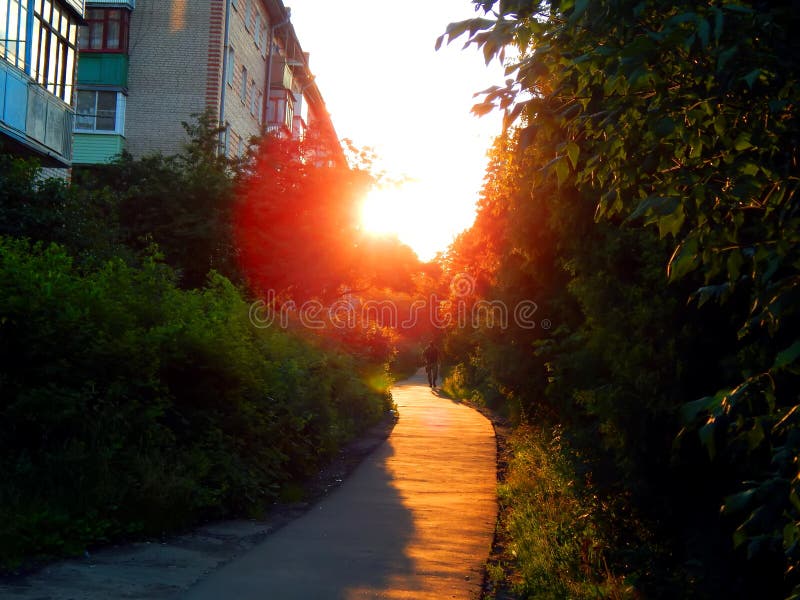 Golden Sunset with Rays in the Alley Stock Photo - Image of landscape ...