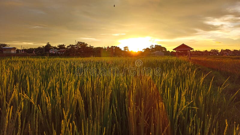 Golden Sunset in the Rice Field Stock Photo - Image of firld, nature ...