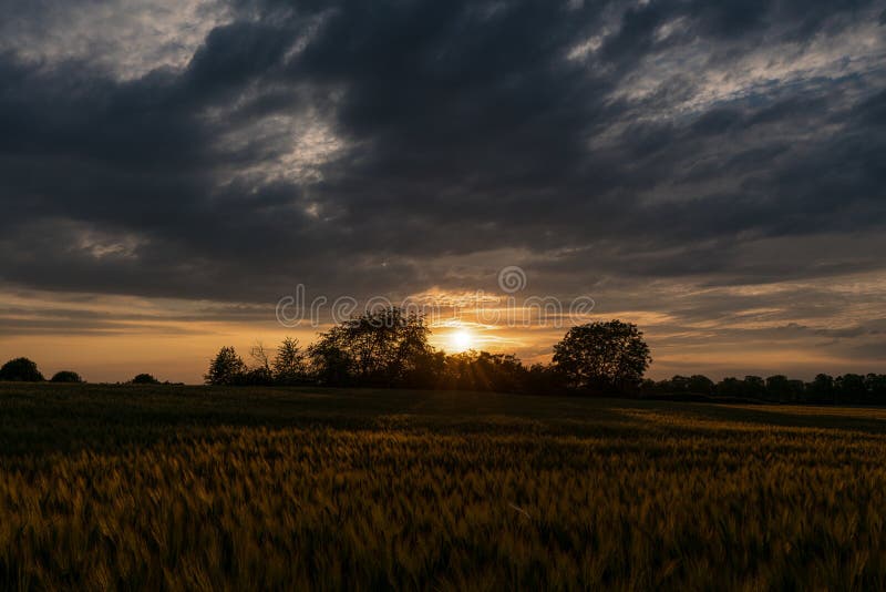Golden Sunset with Sun Rays from a Dramatic Sky Over Bushes on the Edge ...