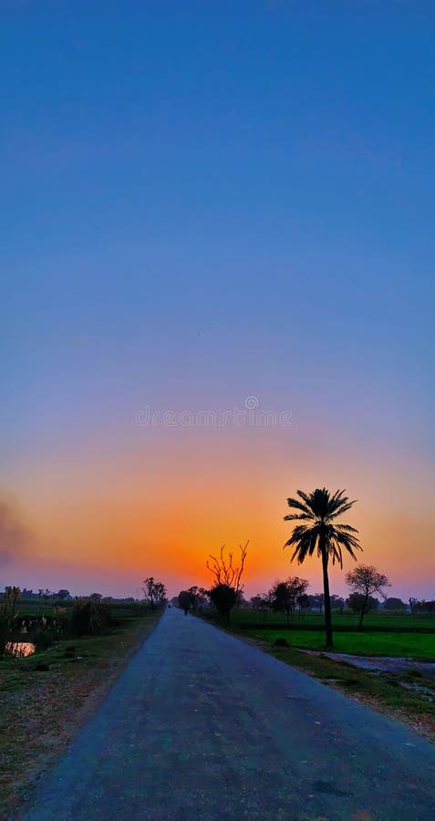Golden Sunset View with Road and Tree Stock Image - Image of sunset ...
