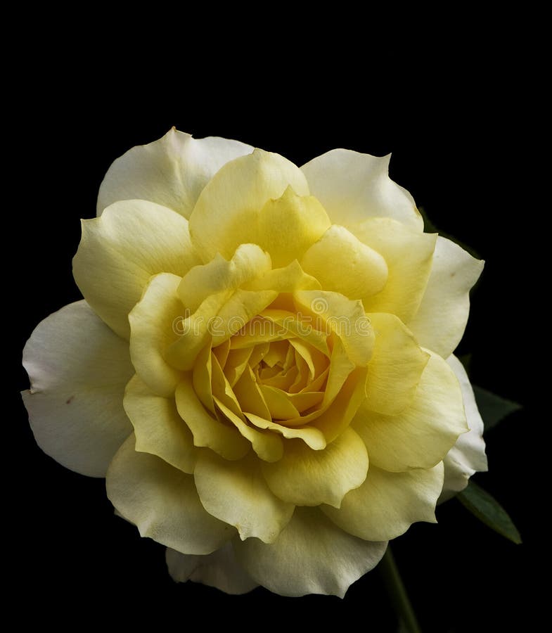 Golden Sunshine rose stock image. Image of full, bush - 12356175