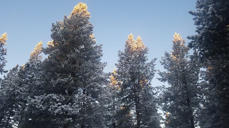 Golden Sunshine in the Snowy Tree Tops Stock Image - Image of cold ...