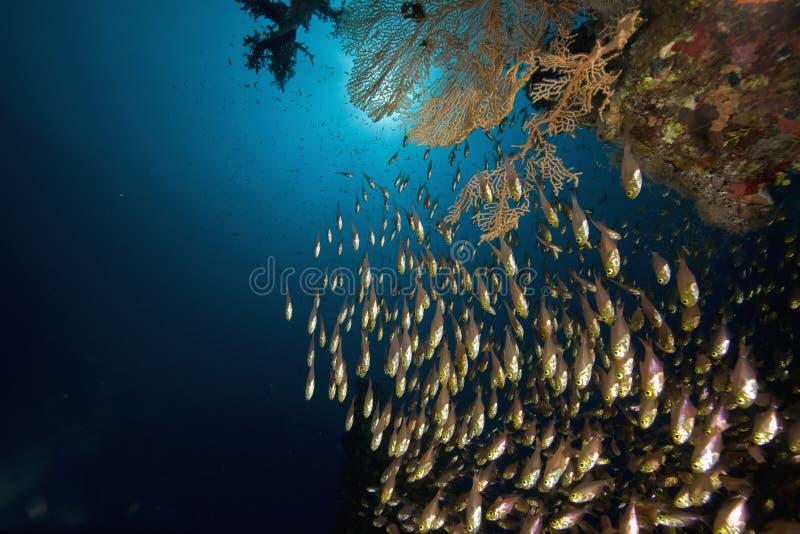 Golden sweeper stock image. Image of colony, fish, white - 7201261