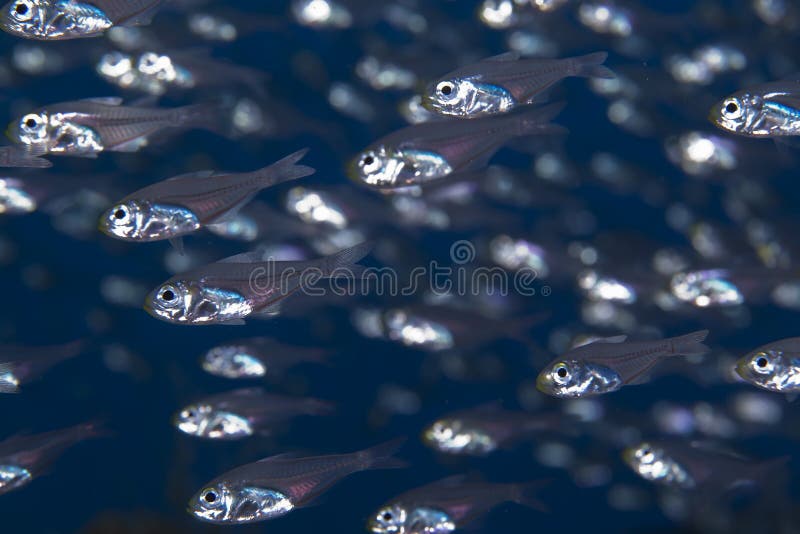 Golden Sweeper (parapriacanthus Ransonneti) Stock Image - Image of ...